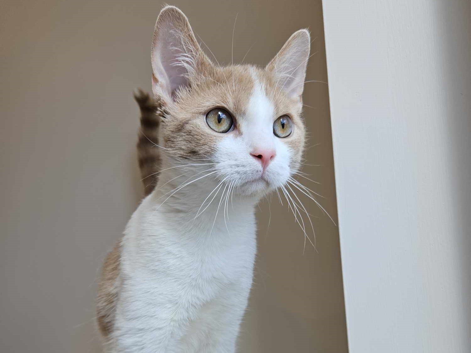 Fiche d'adoption de Terry - SPA des Cantons