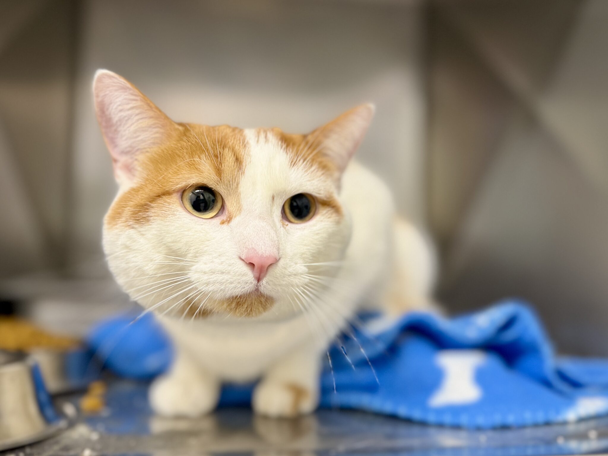 Fiche d'adoption de Wally - SPA des Cantons
