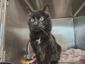 Fiche d'adoption de Lenny - SPA des Cantons
